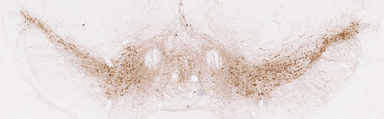 Environmental Factor - June 2024: Scientific Journeys: Mapping the ...