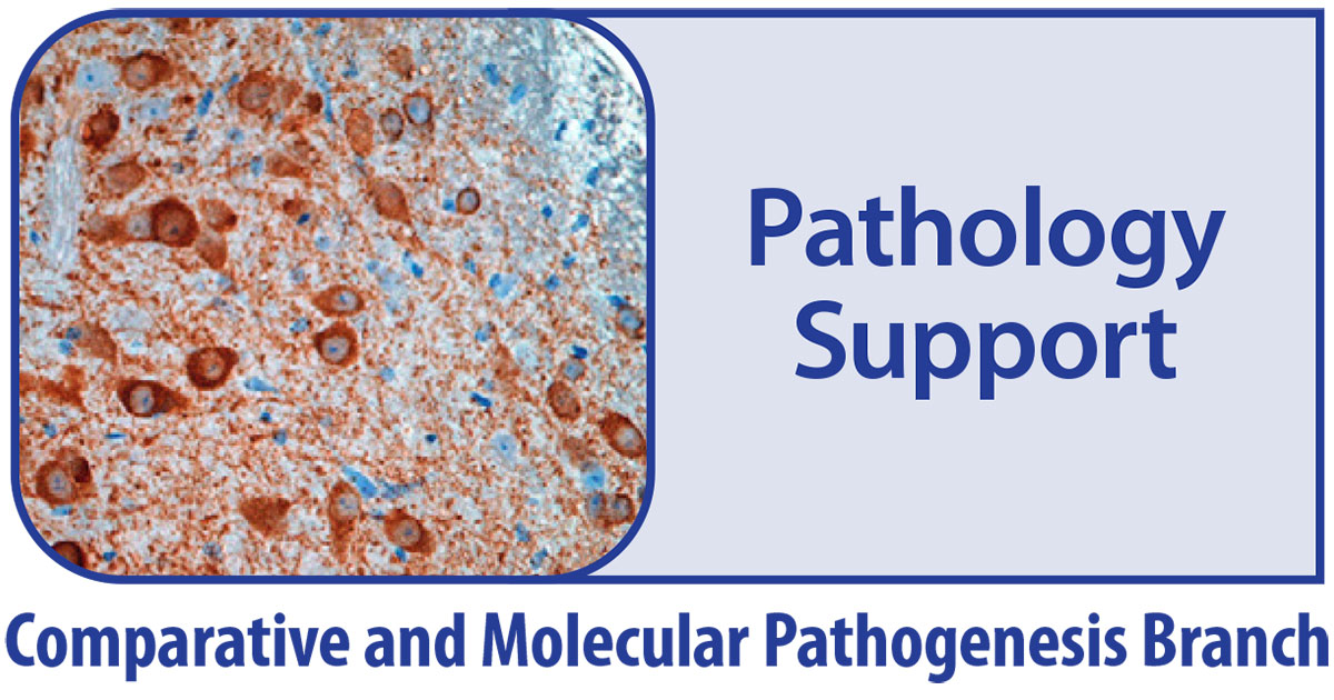 Pathology Support Group | National Institute of Environmental Health ...