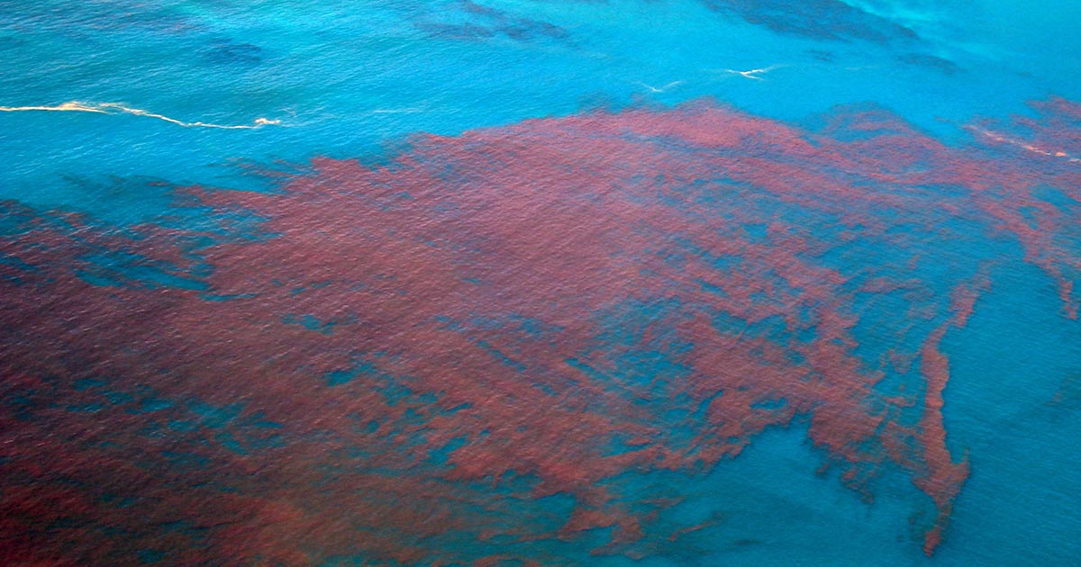 Floración De Algas | National Institute of Environmental Health Sciences