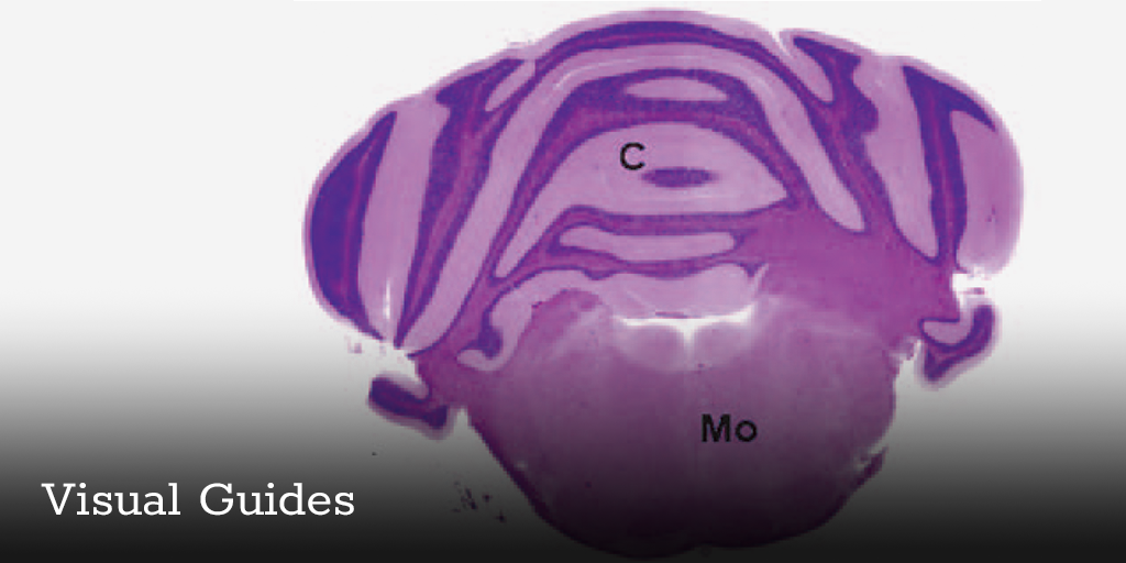 Revised Guides for Organ Sampling and Trimming in Rats and Mice ...