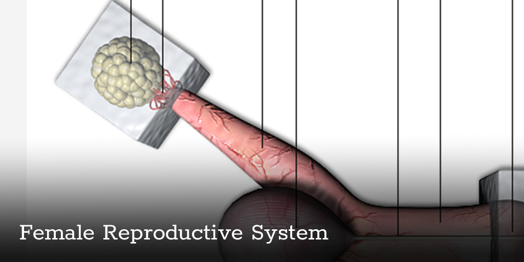 Female Reproductive System | National Institute of Environmental Health ...