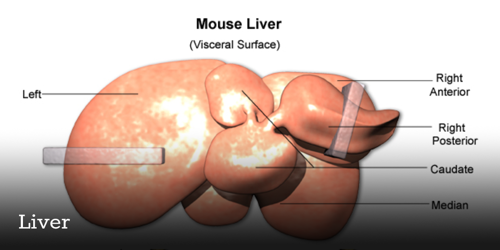 Liver | National Institute of Environmental Health Sciences