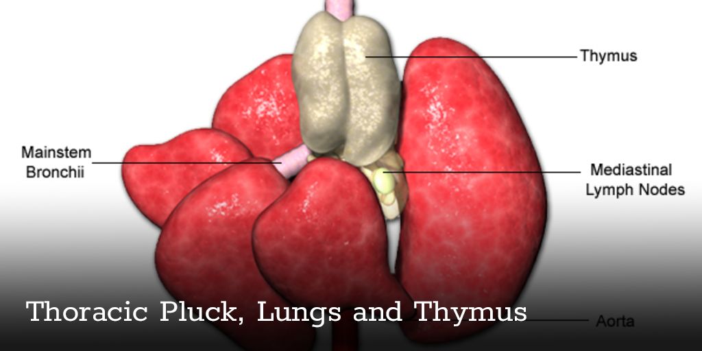 Thoracic Pluck, Lungs and Thymus | National Institute of Environmental ...