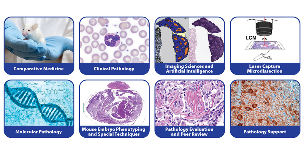 National Institute of Environmental Health Sciences: Comparative ...